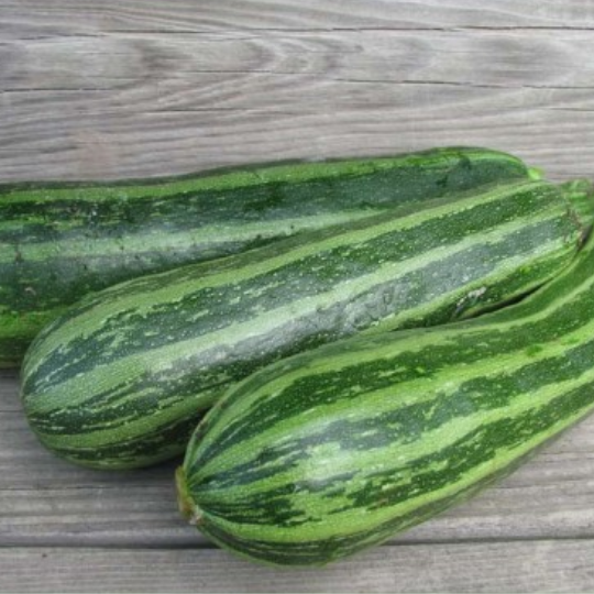 Cocozelle squash (Cucurbita pepo) | Terre promise